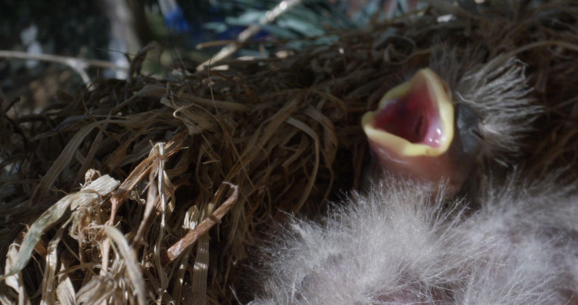 Baby Bird Finch Hatchlings In Nest Stock Footage SBV-348567814 ...