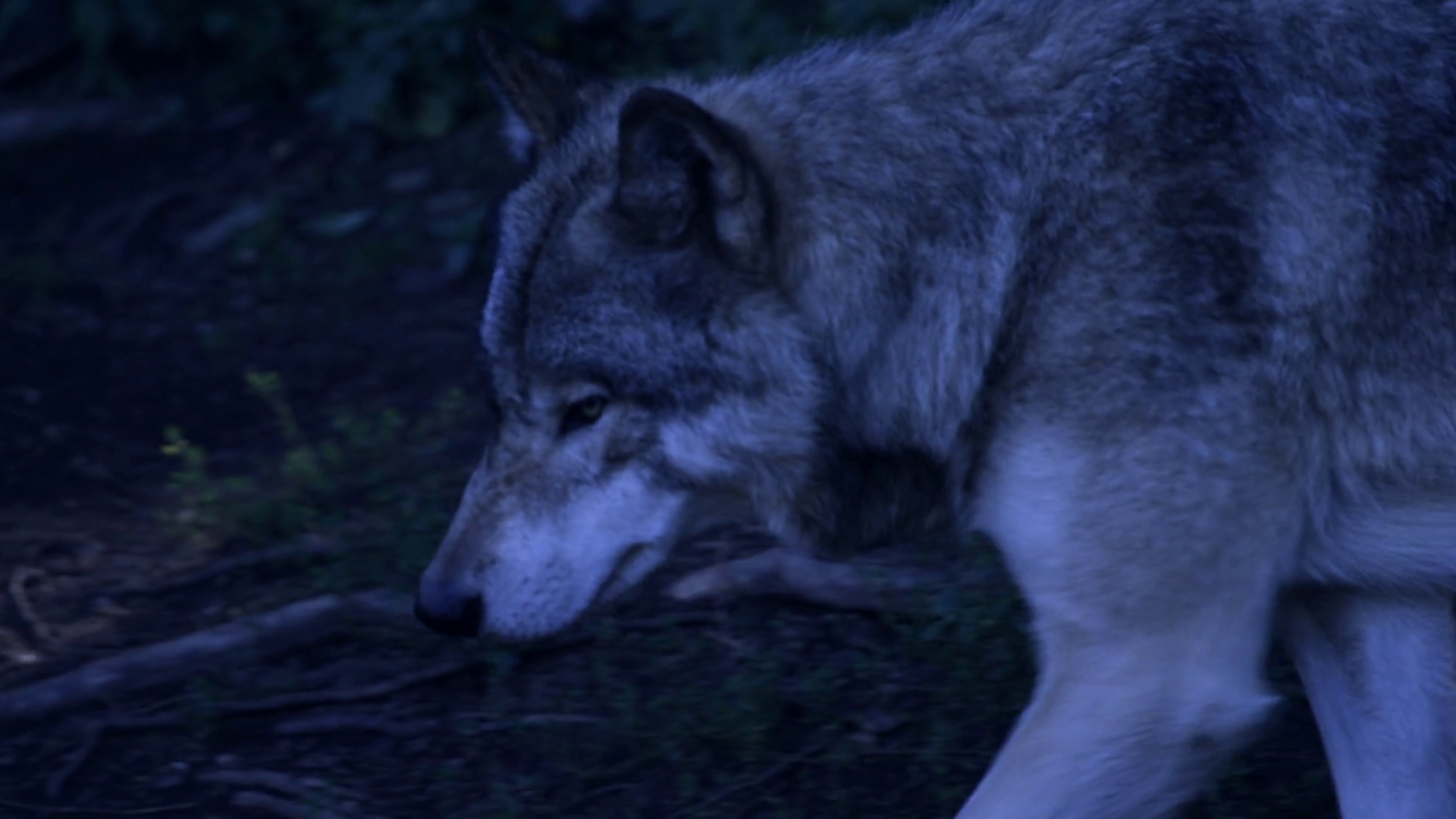 Canadian Wildlife Wolf Stalking At Night In Stock Footage SBV-348501612 ...