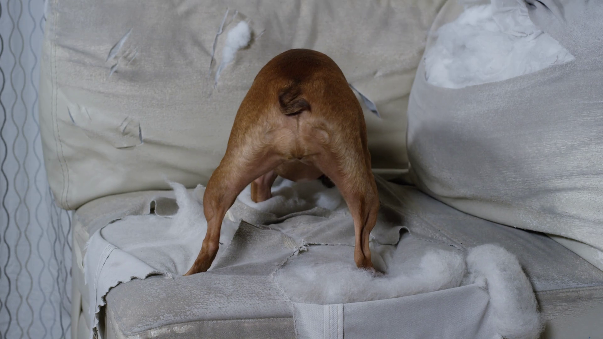Ruined Furniture Dog Vigorously Tearing At Stock Footage SBV-347718180 ...