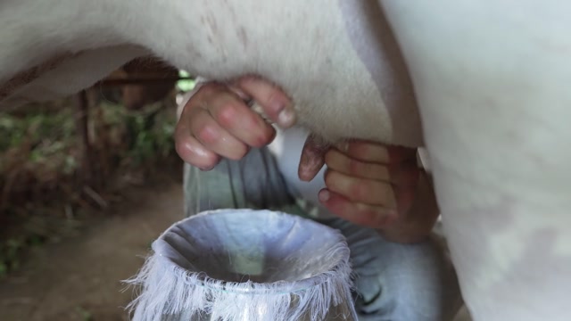 Woman Milking Cow By Hand Stock Footage: Royalty-Free Video Clips ...