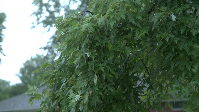 Rain Hitting Leaves Stock Footage: Royalty-Free Video Clips - Storyblocks