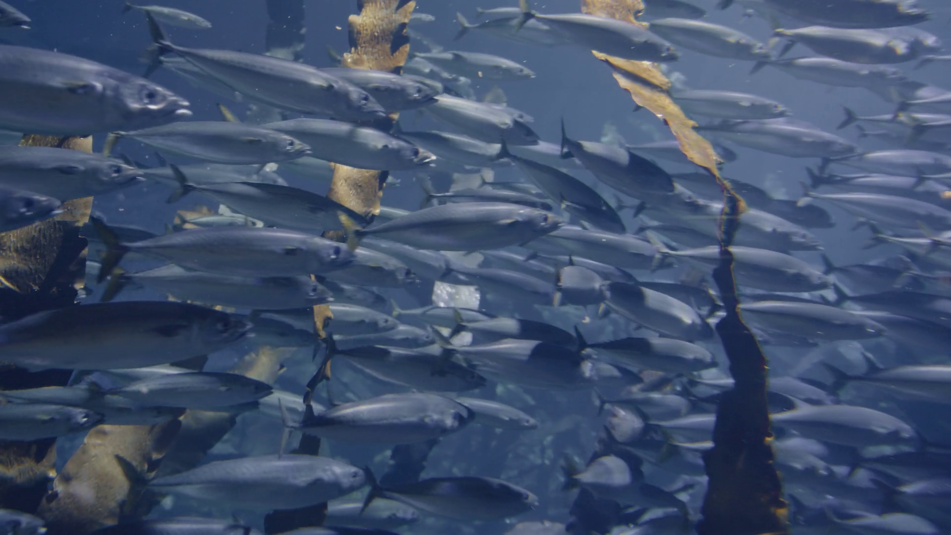 School Of Fish Swims Gracefully Through Stock Footage SBV-351679163 ...