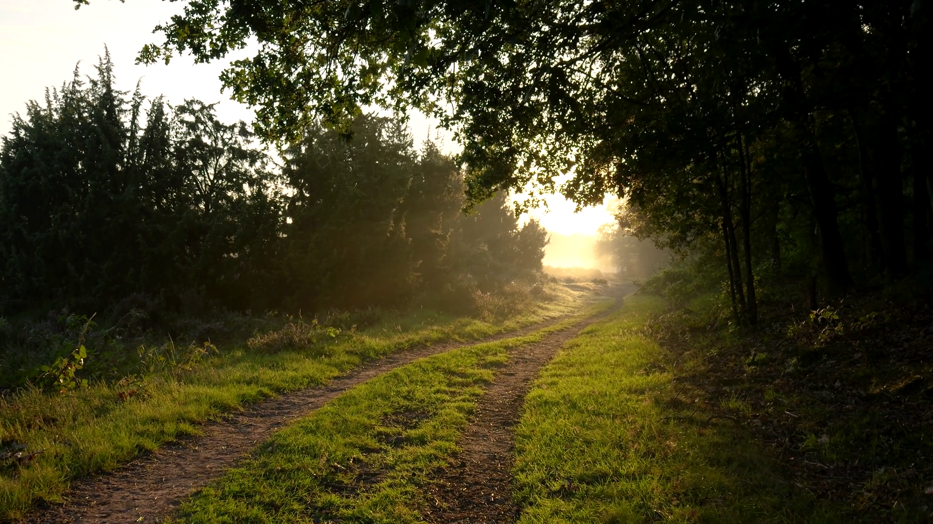 Sunlight Illuminating Foggy Path At Sunrise Stock Footage SBV-352165174 ...