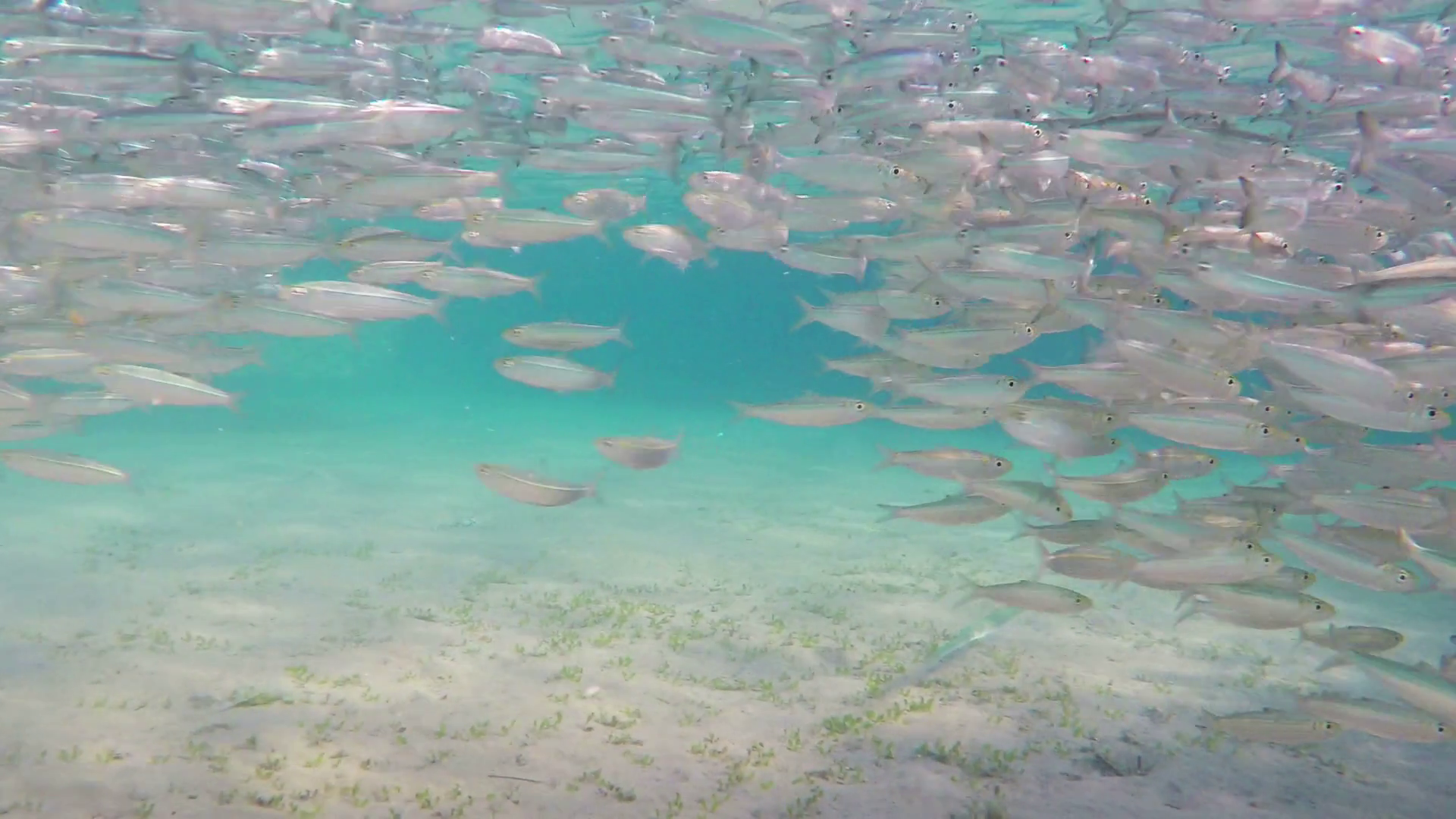Large Shoal Of Small Fish In Sea Under Water Stock Footage SBV ...