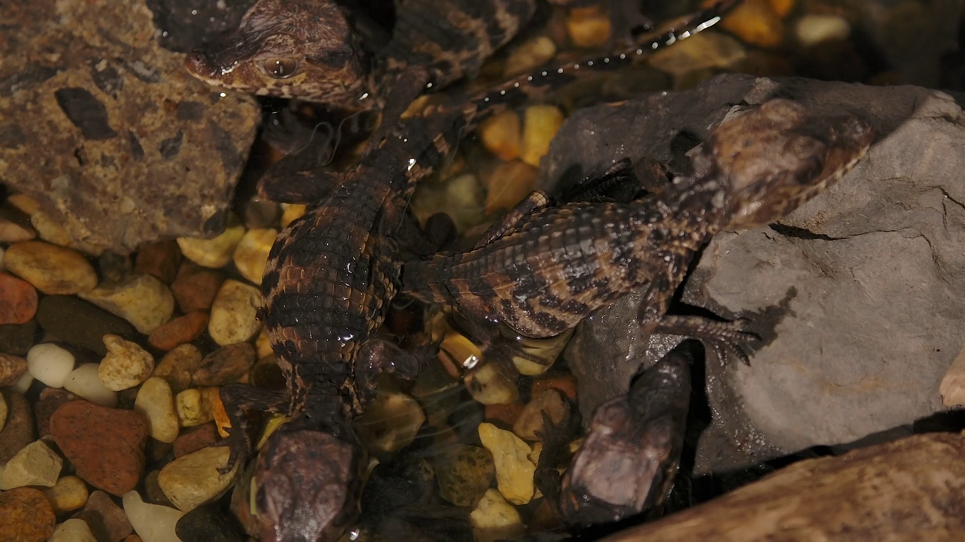 Baby Caiman Climb Over In Water Top View Stock Footage SBV-352216459 ...