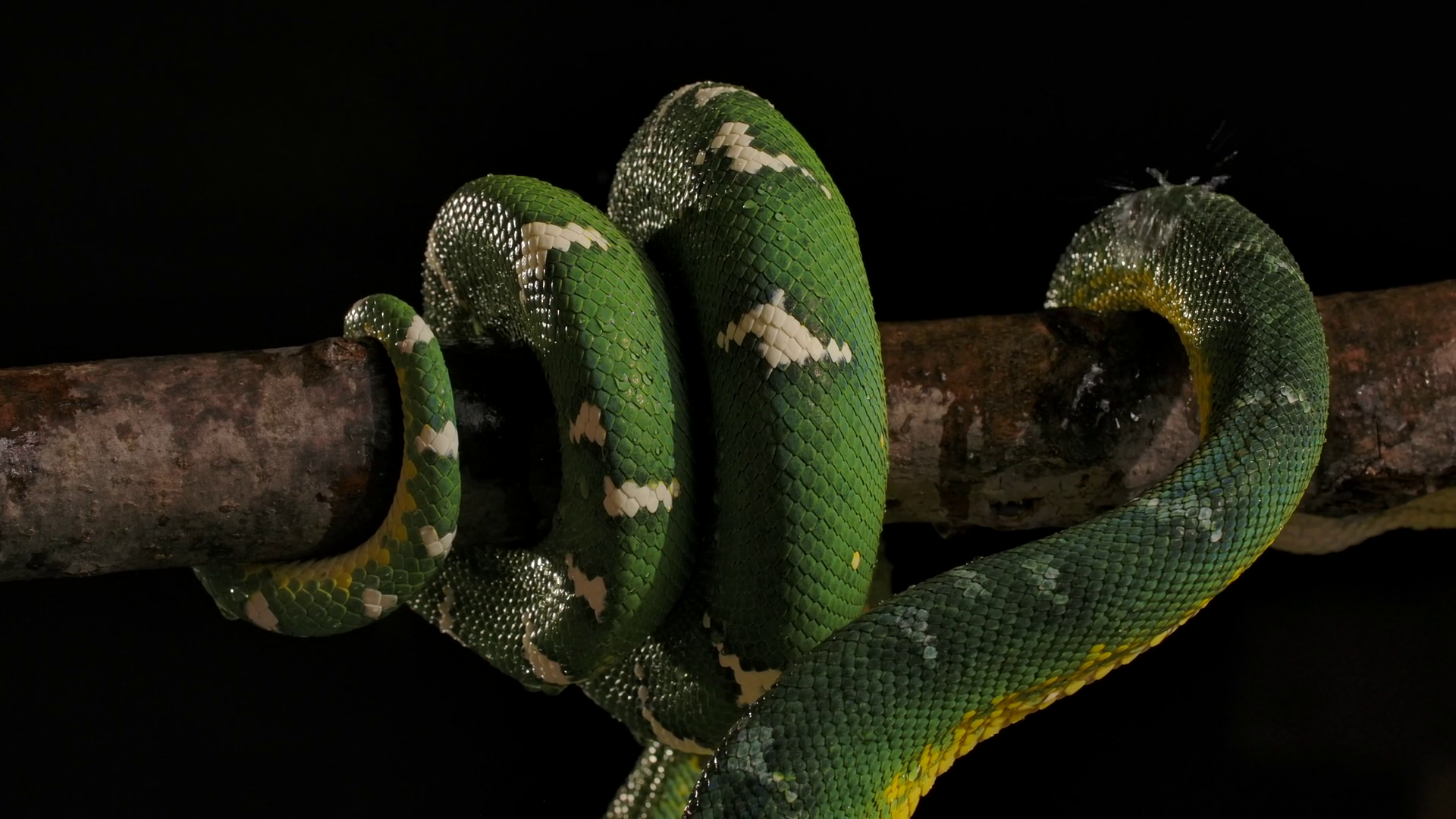 Emerald Tree Boa Night Rain Droplets From Stock Footage SBV-352216362 ...