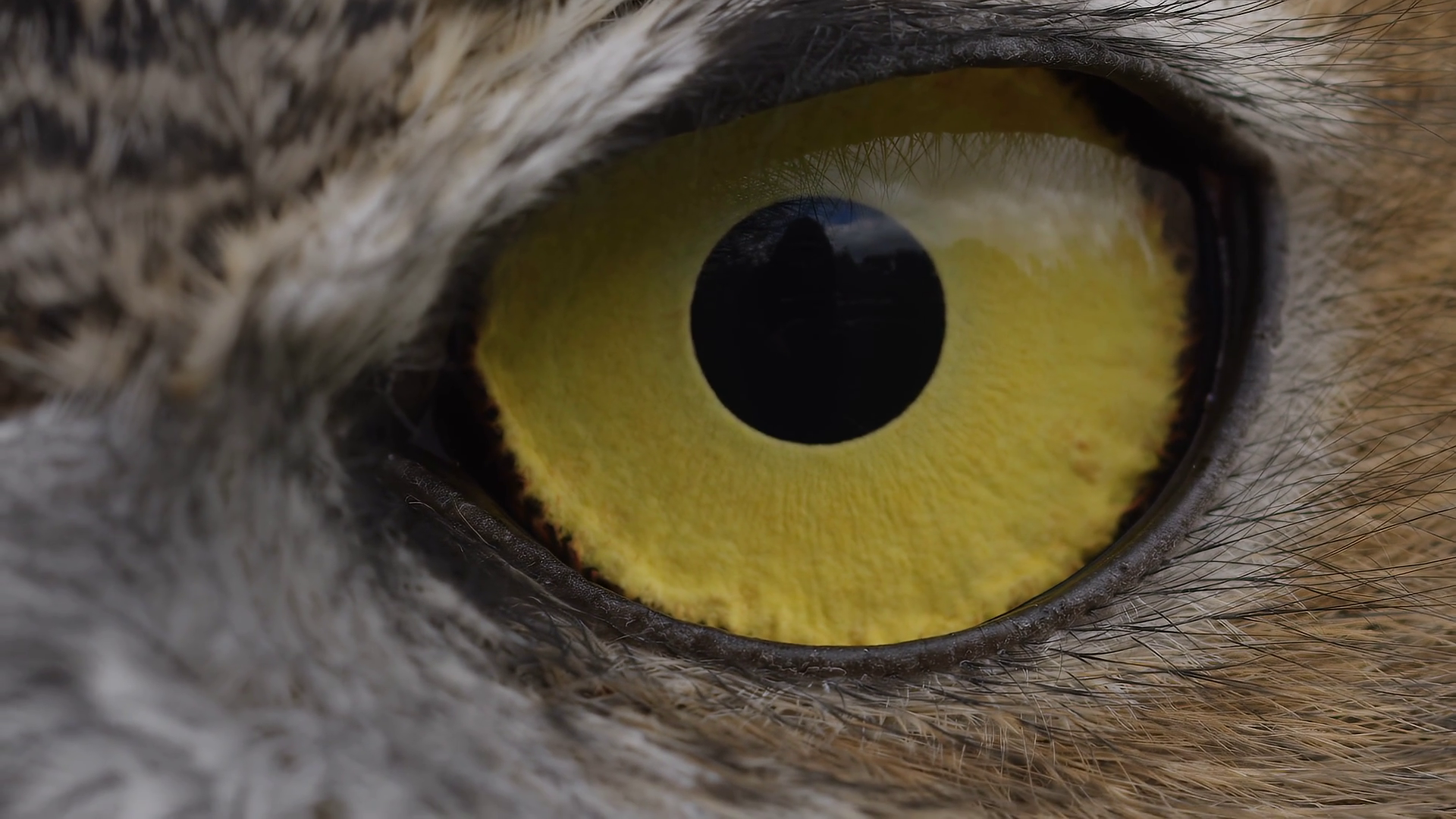 Zoom Out From Horned Howl Eye Blink Stock Footage SBV-351778515 ...