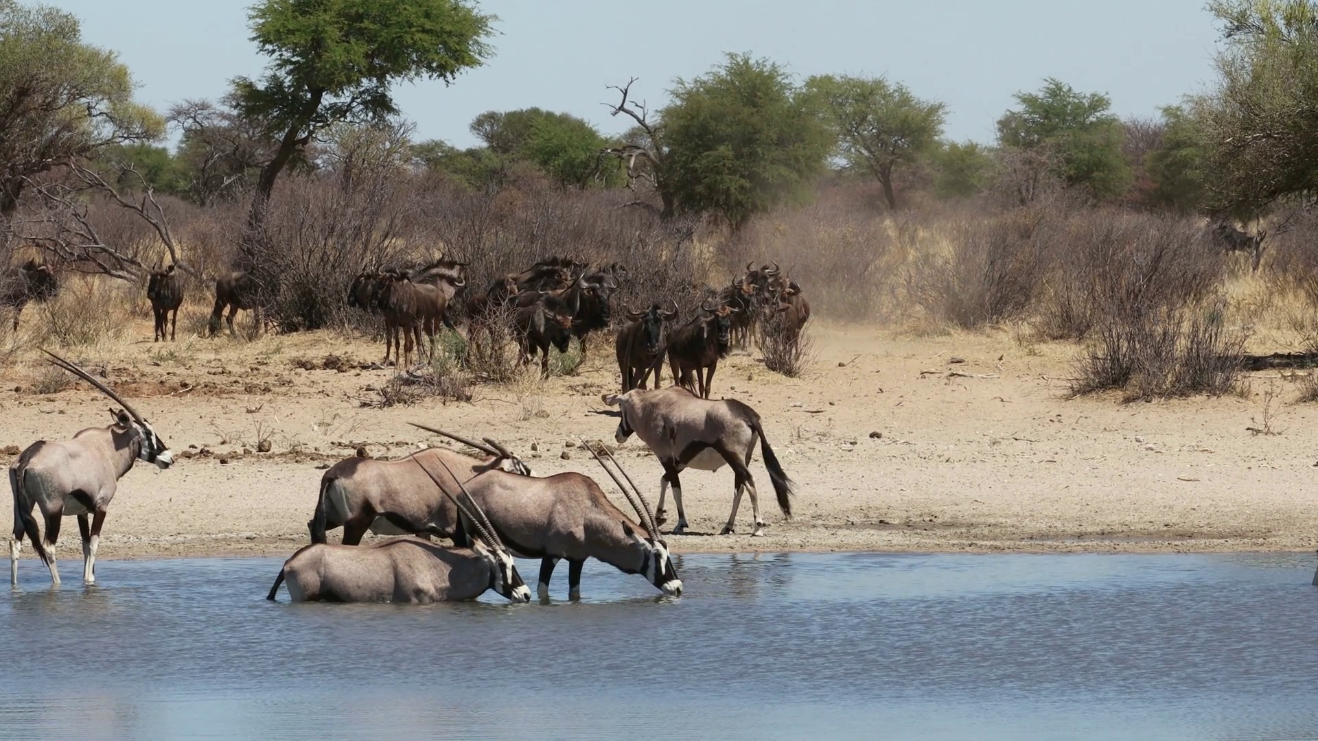 Gemsbok Antelopes Blue Wildebeest Drinking Stock Footage SBV-352910117 ...