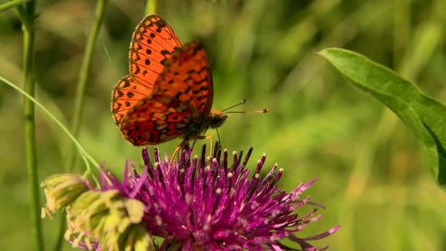 Apollo Butterfly Alpine Meadow Macro Stock Footage: Royalty-Free Video ...