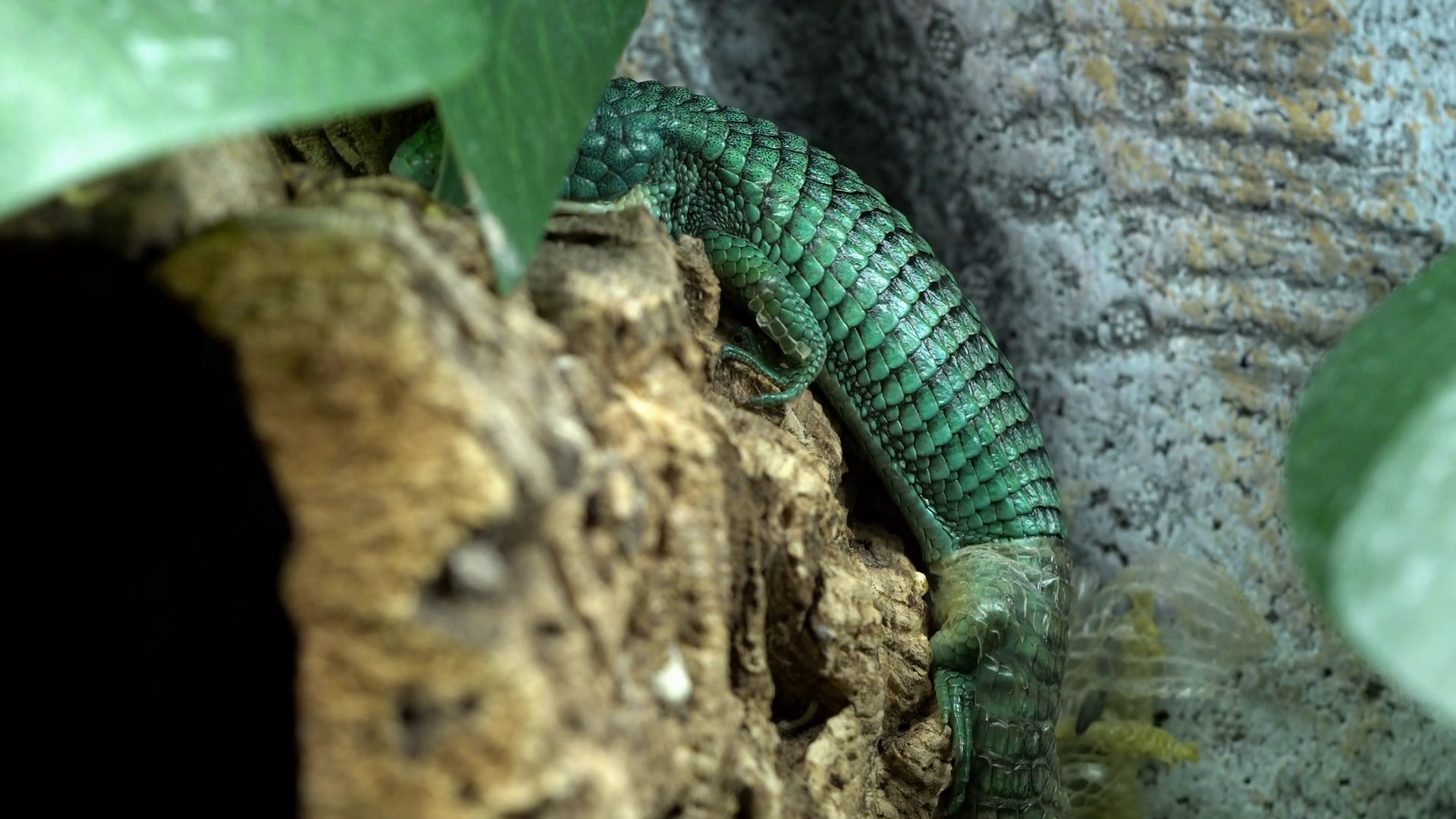 Mexican Alligator Lizard Shedding Skin Rubs Stock Footage SBV-348625349 ...