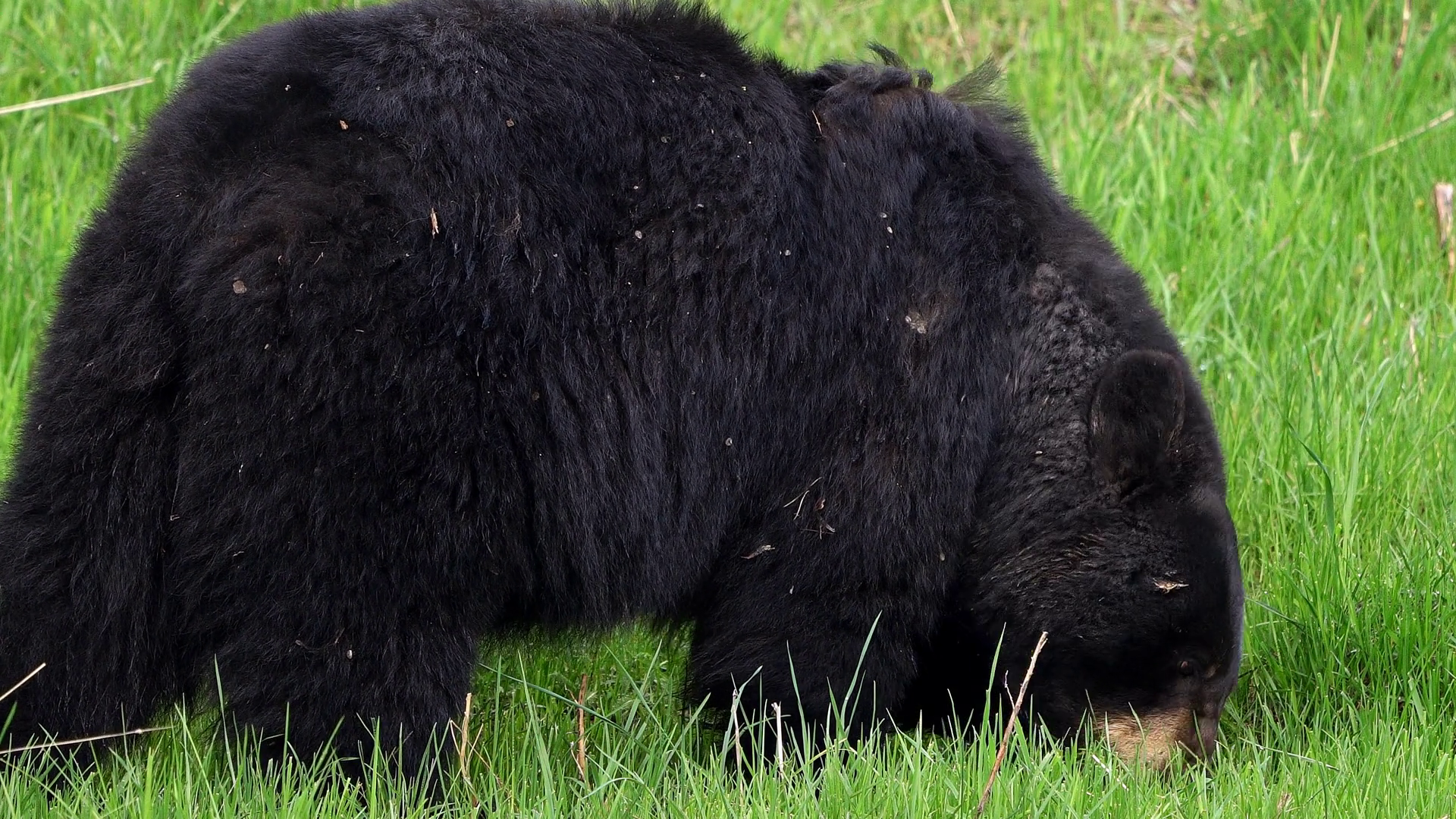 Big Black Bear Sow Grazing On Grass In Meadow Stock Footage SBV ...