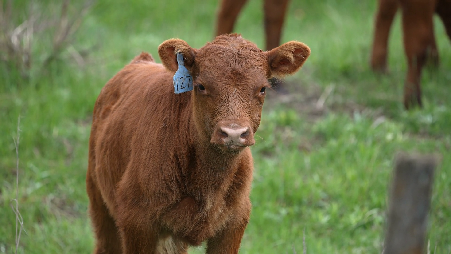 Cow Calf With Tag In Ear Looking Around Stock Footage SBV-348408394 ...