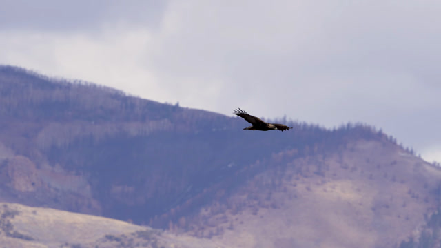 Golden Eagle Flying Mountains Stock Footage: Royalty-Free Video Clips ...