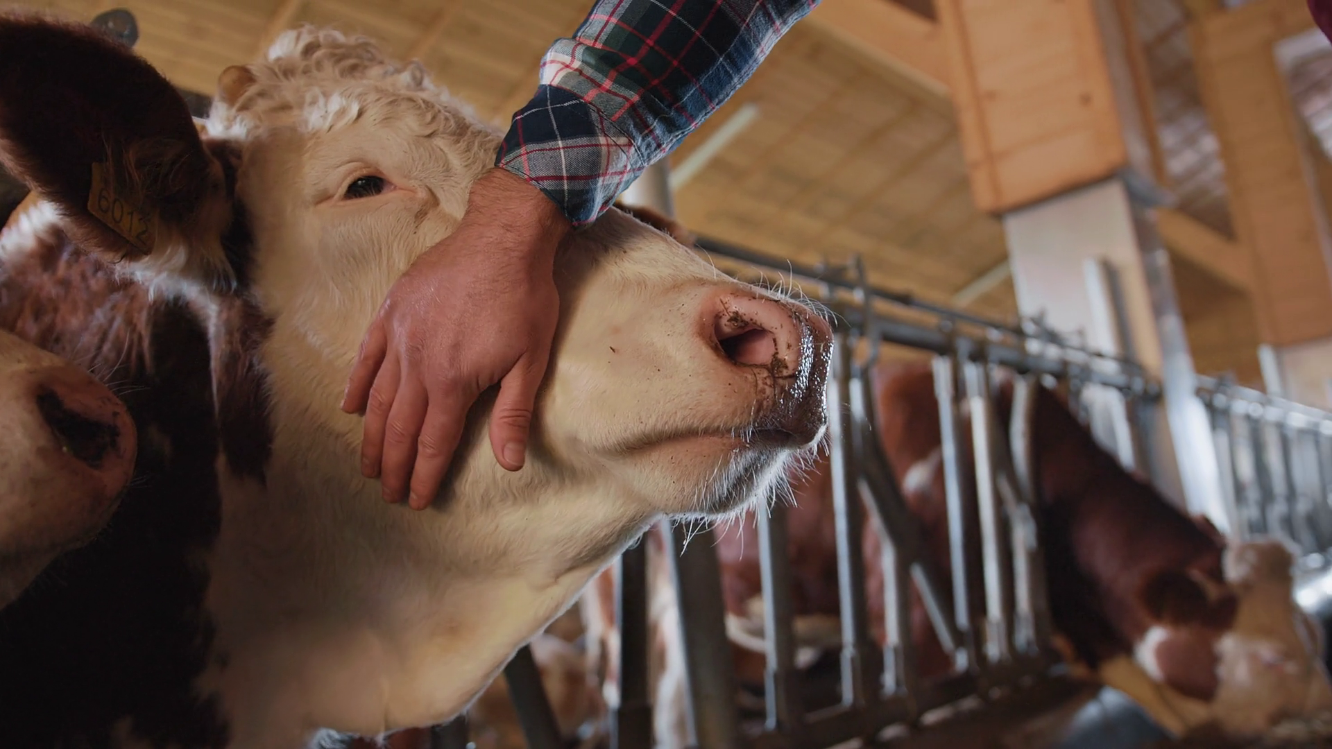 Male Hand Touching Cow S Face Farm Worker Stock Footage SBV-352181079 ...