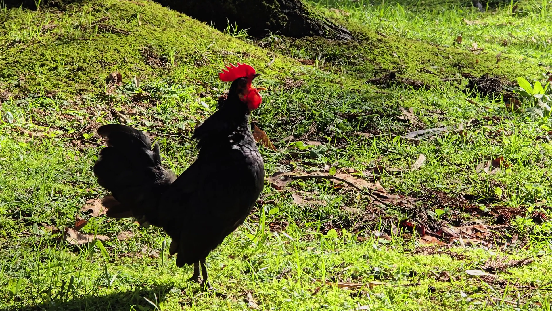 A Black Pompous Rooster Screams Crows In Stock Footage SBV-352028623 ...