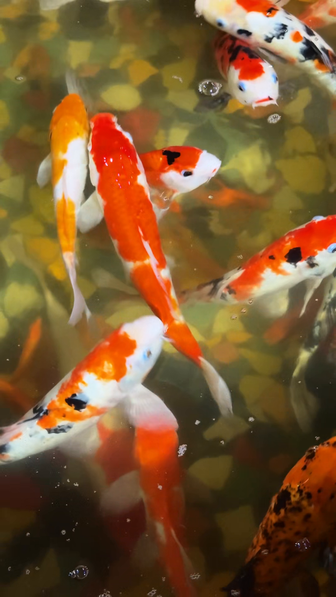 Many Beautiful Koi Fish Of Different Colors Stock Footage SBV-353523122 ...