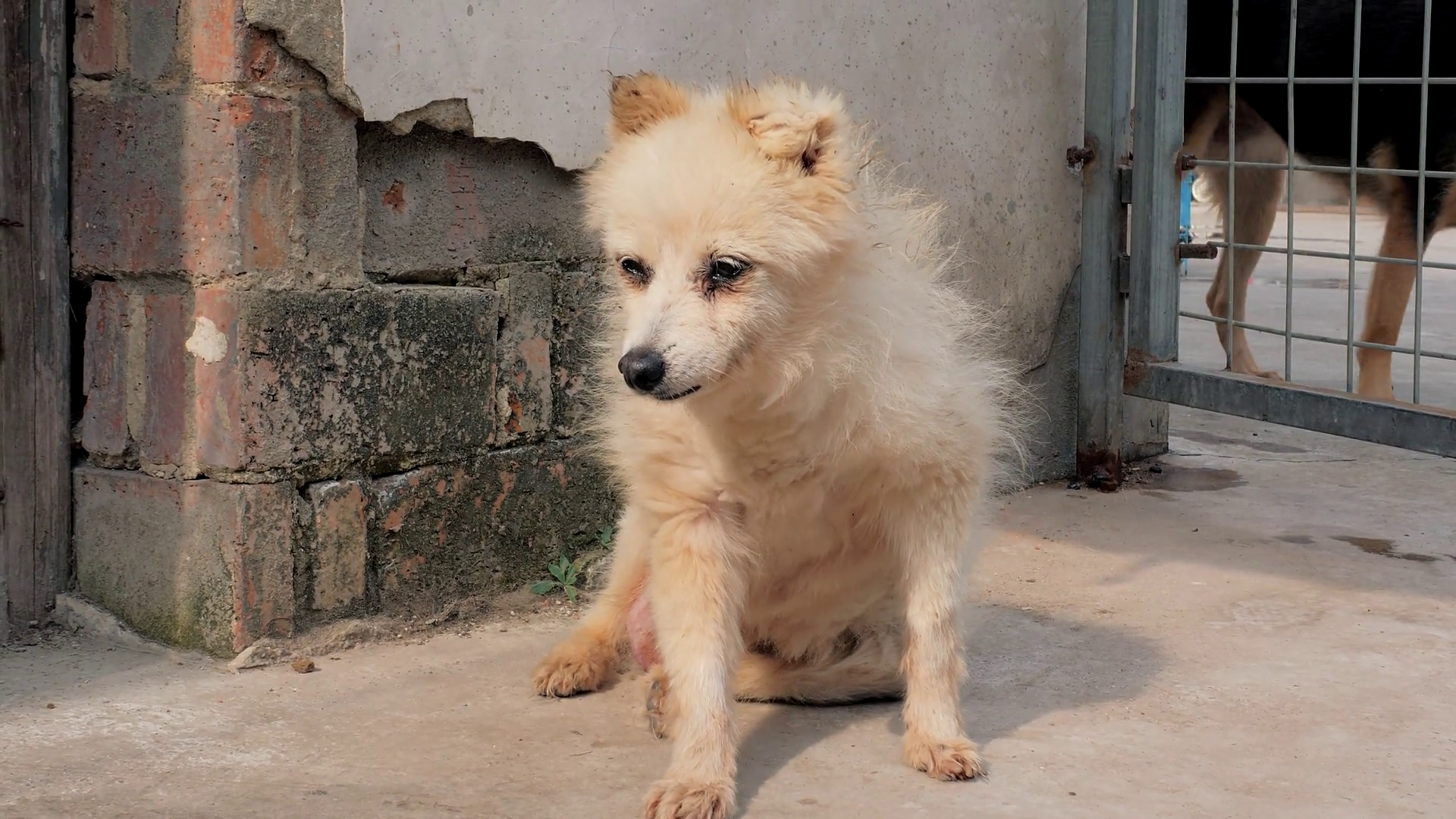 Portrait Of Sad Mixed Breed Dog Behind Stock Footage SBV-338546084 ...