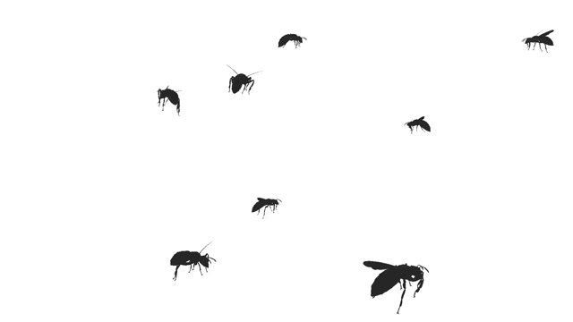 Swarm Flies Stock Footage: Royalty-Free Video Clips - Storyblocks