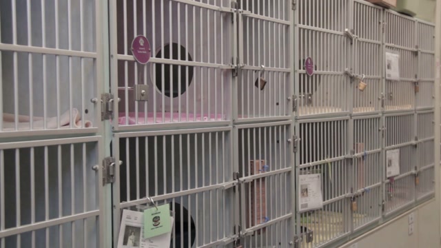 Sad Dogs In Cages Stock Footage: Royalty-Free Video Clips - Storyblocks