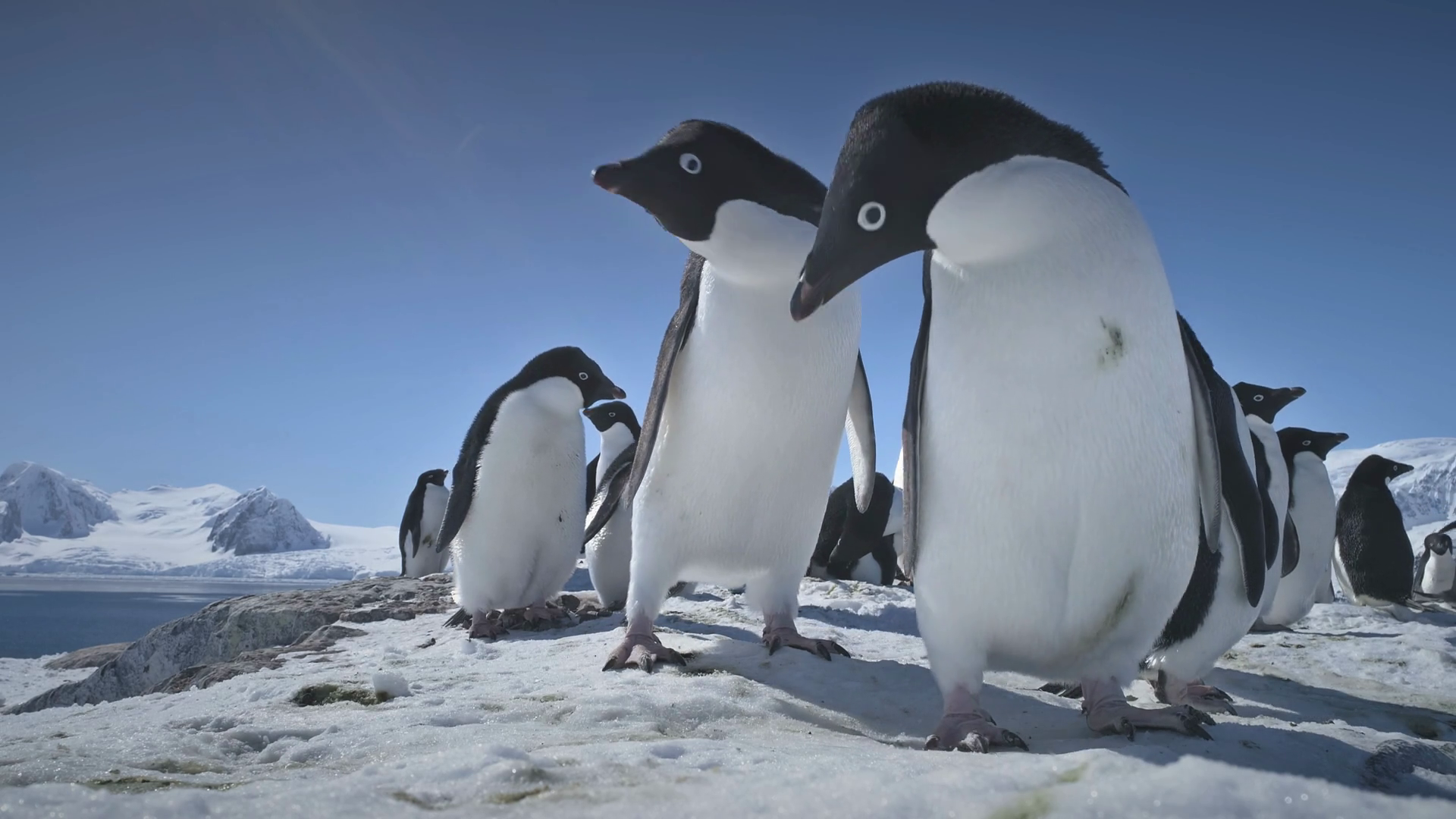 Penguins Couple Playing On Snow Funny Male Stock Footage SBV-348389693 ...