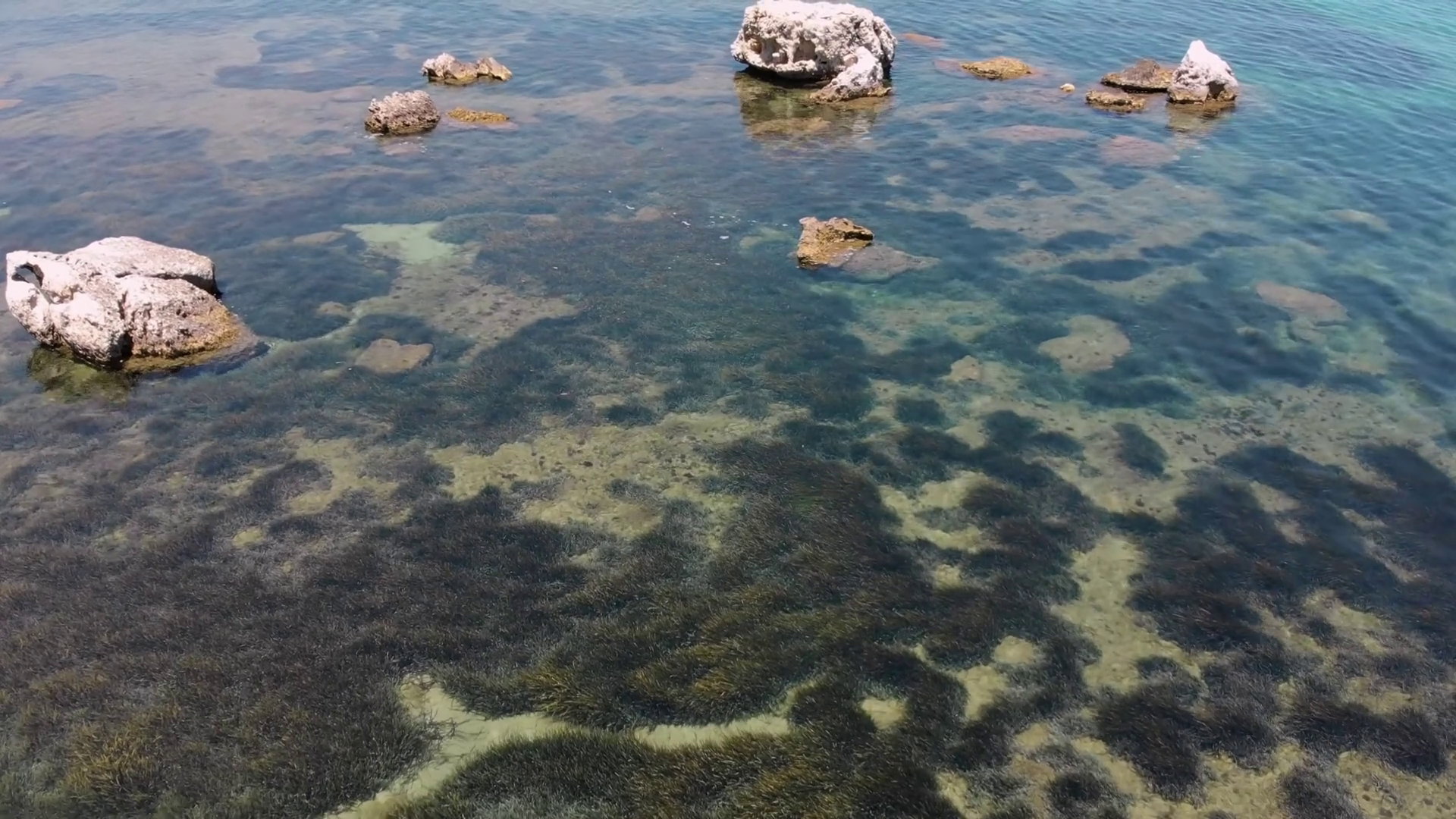 Underwater Seaweed Algae Beds In Clear Stock Footage SBV-352686462 ...