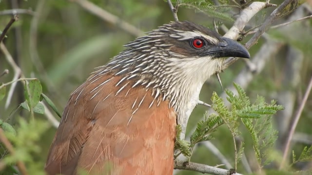 Cuckoo Bird Stock Footage: Royalty-Free Video Clips - Storyblocks