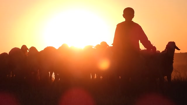 Shepher Stock Footage: Royalty-Free Video Clips - Storyblocks