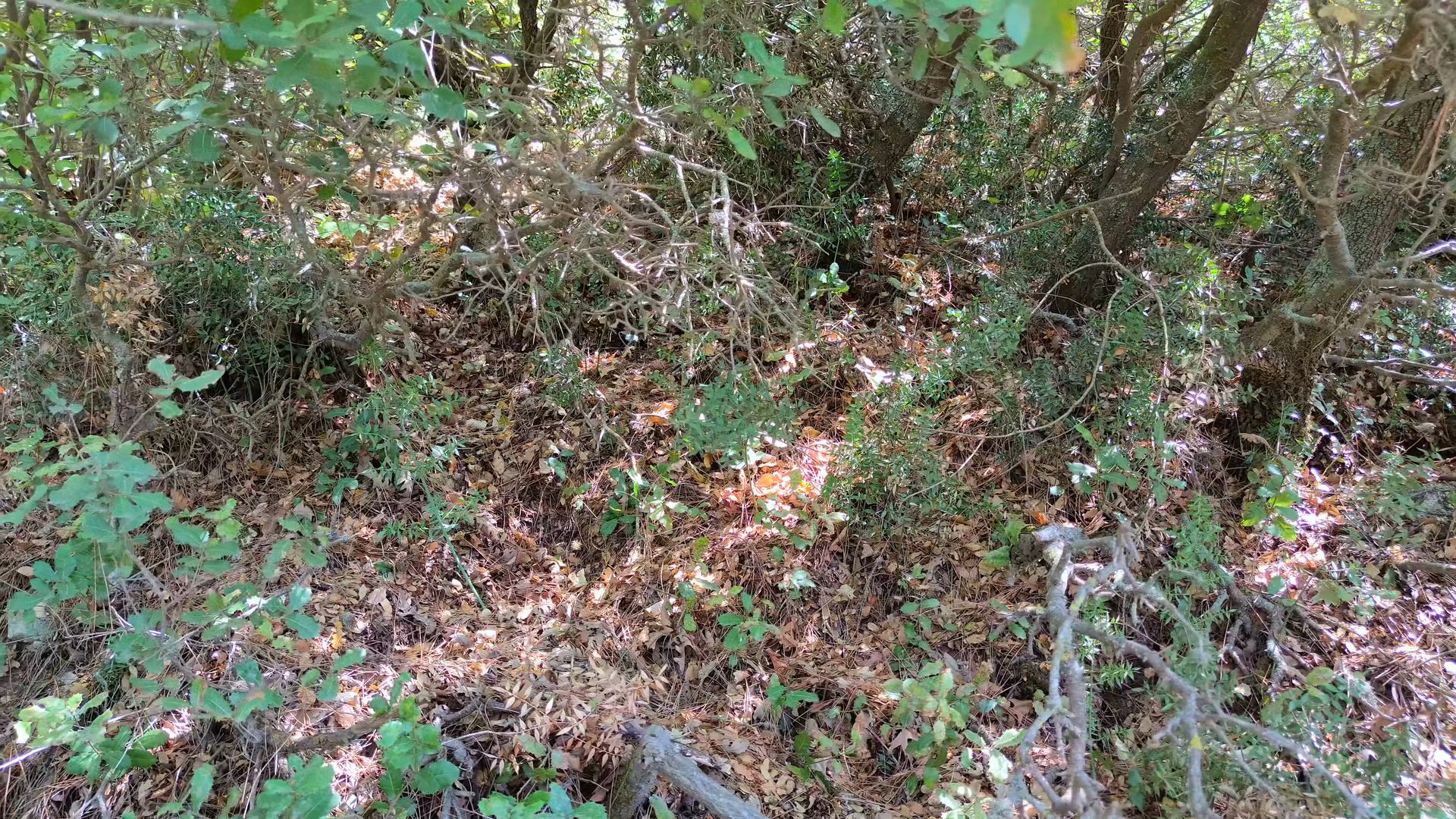 8k Dense Scrubland Texture Dry Leaf Litter Stock Footage SBV-354036750 ...