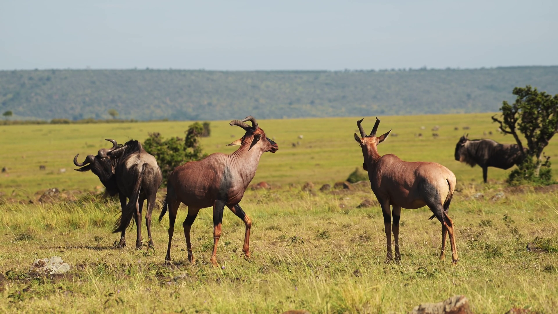 Slow Motion Of Topi African Wildlife Animal Stock Footage SBV-352854107 ...