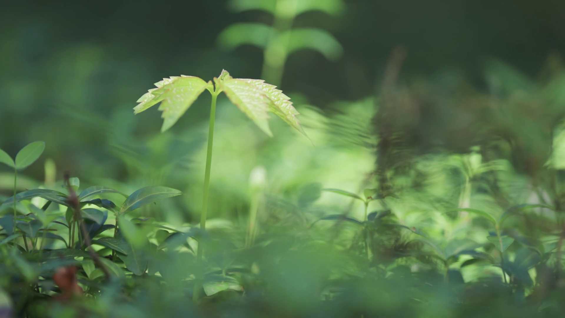 Tiny Maple Tree Sapling Grows In Sunlit Stock Footage SBV-352426065 ...