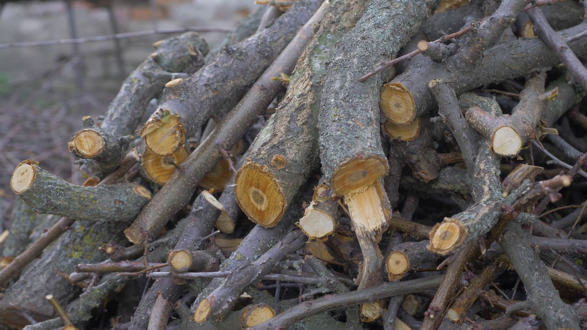 Apricot Tree Has Been Cut Felled Felling Is Stock Footage SBV-349032955 ...