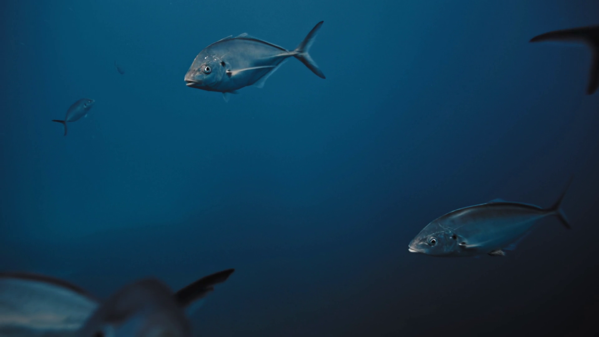Silver Trevally In Slow Motion Gliding Stock Footage SBV-351979636 ...