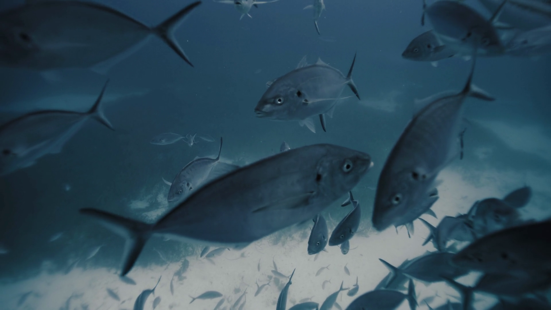 Silver Trevally Swim In Perfect Synchrony Stock Footage SBV-351980955 ...