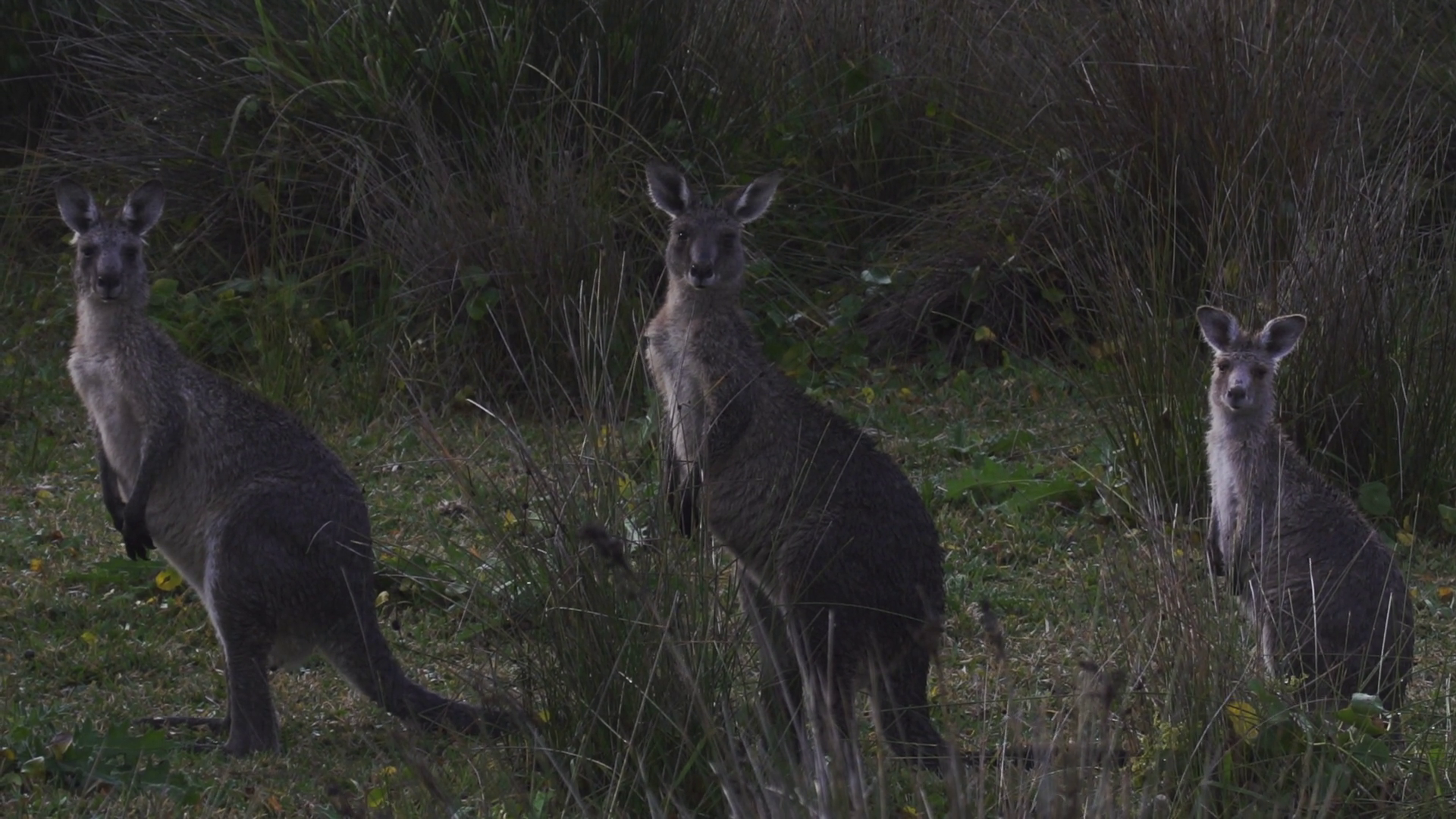 Kangaroo Standing Upright In Bushland During Stock Footage SBV ...