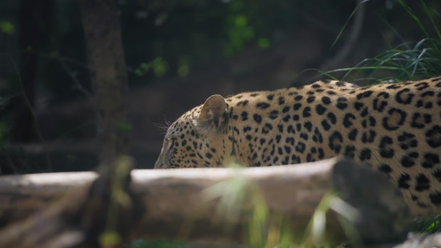 Persian Leopard Walking Forest Stock Footage: Royalty-Free Video Clips ...