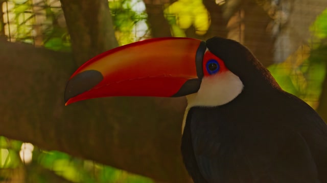 Large Beak Stock Footage: Royalty-Free Video Clips - Storyblocks
