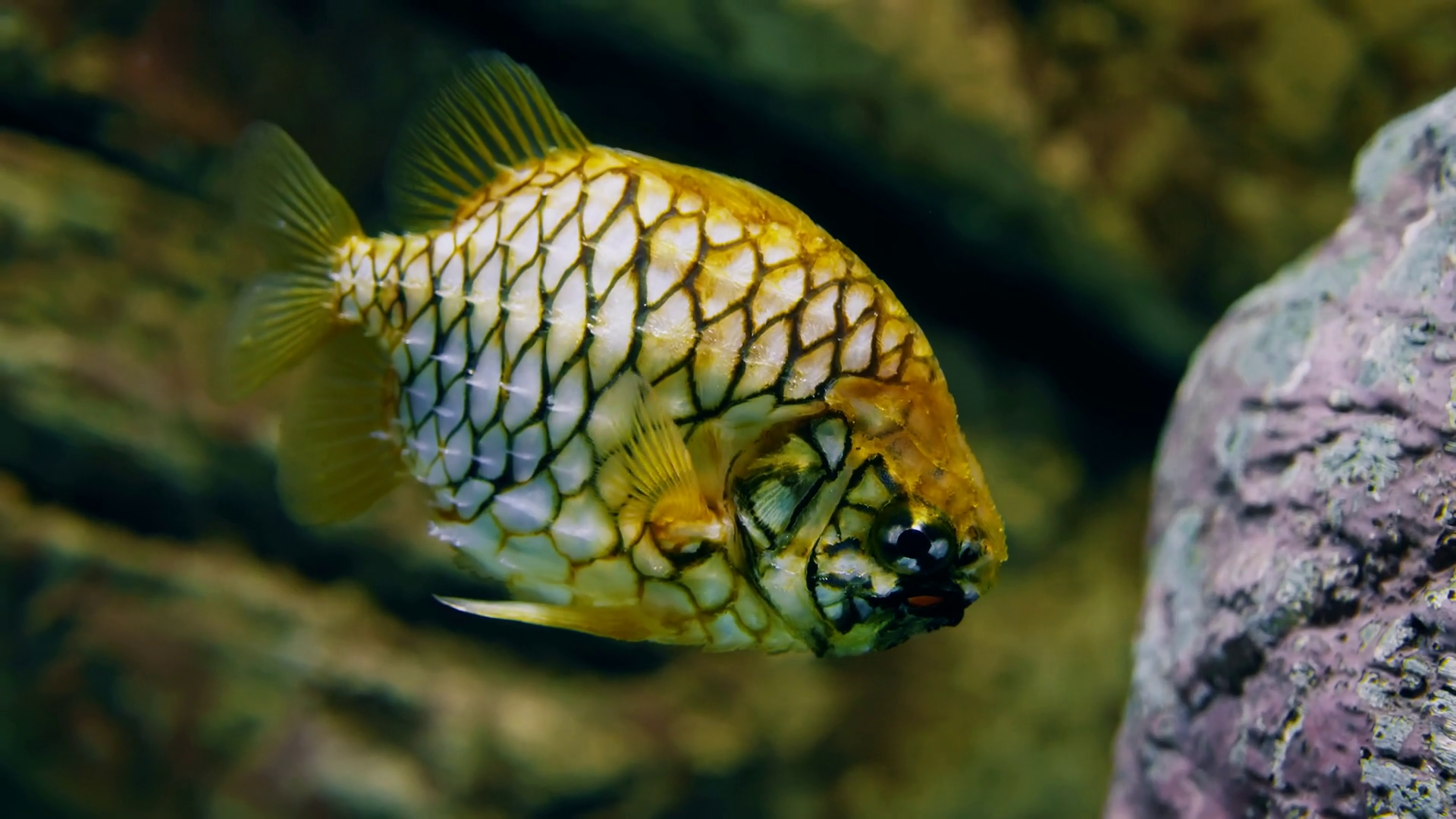 Many Different Beautiful Exotics Fish Stock Footage SBV-352566121 ...