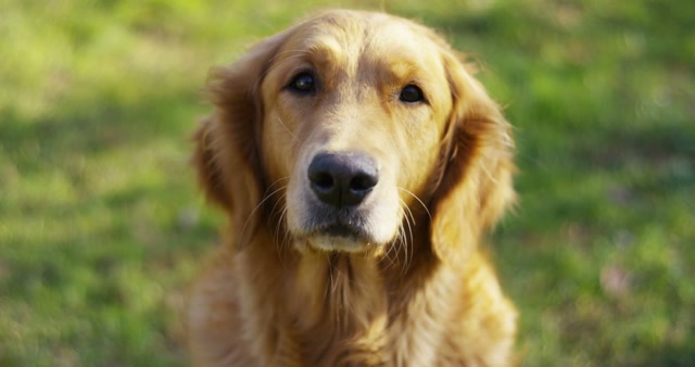 Golden Lab Stock Footage: Royalty-Free Video Clips - Storyblocks