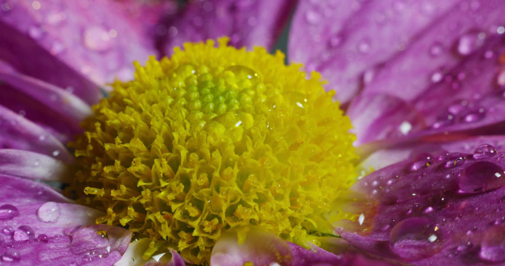 Extreme Macro Shot Of Colorful Flower In 6k Stock Footage SBV-348911544 ...