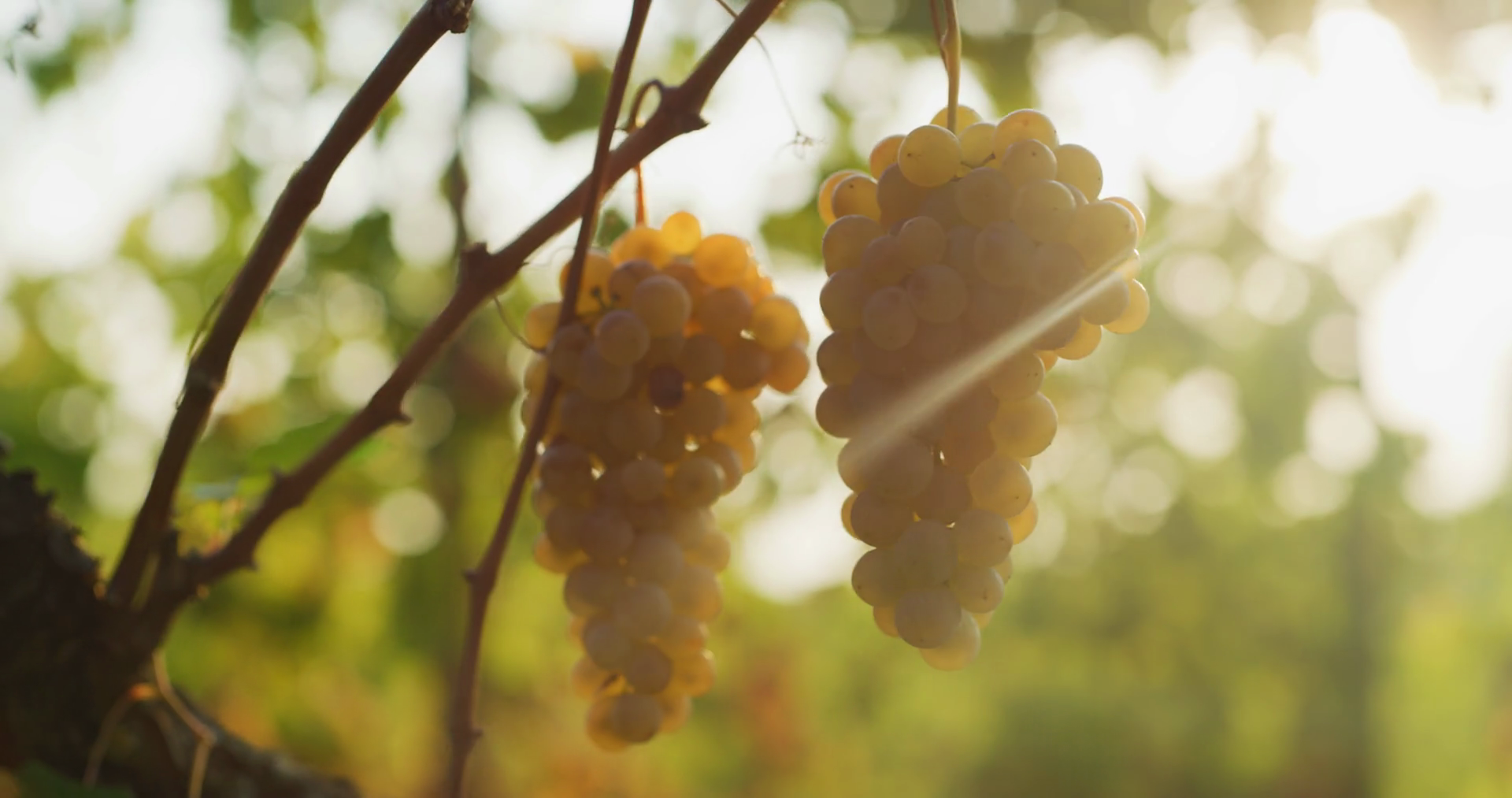 Close Up Of Biological Ecological Ripe Grape Stock Footage SBV ...