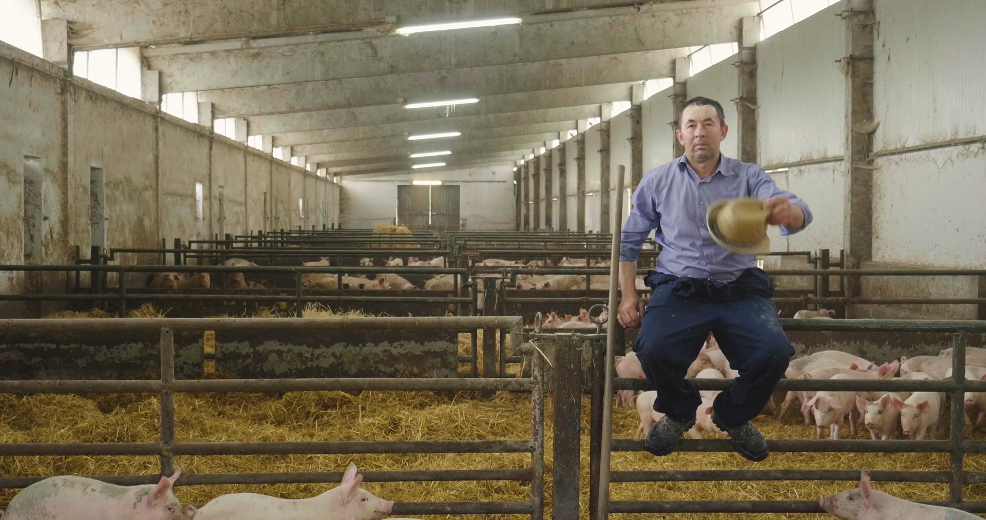 A Farmer Carefully Raises Pigs In Biological Stock Footage SBV ...