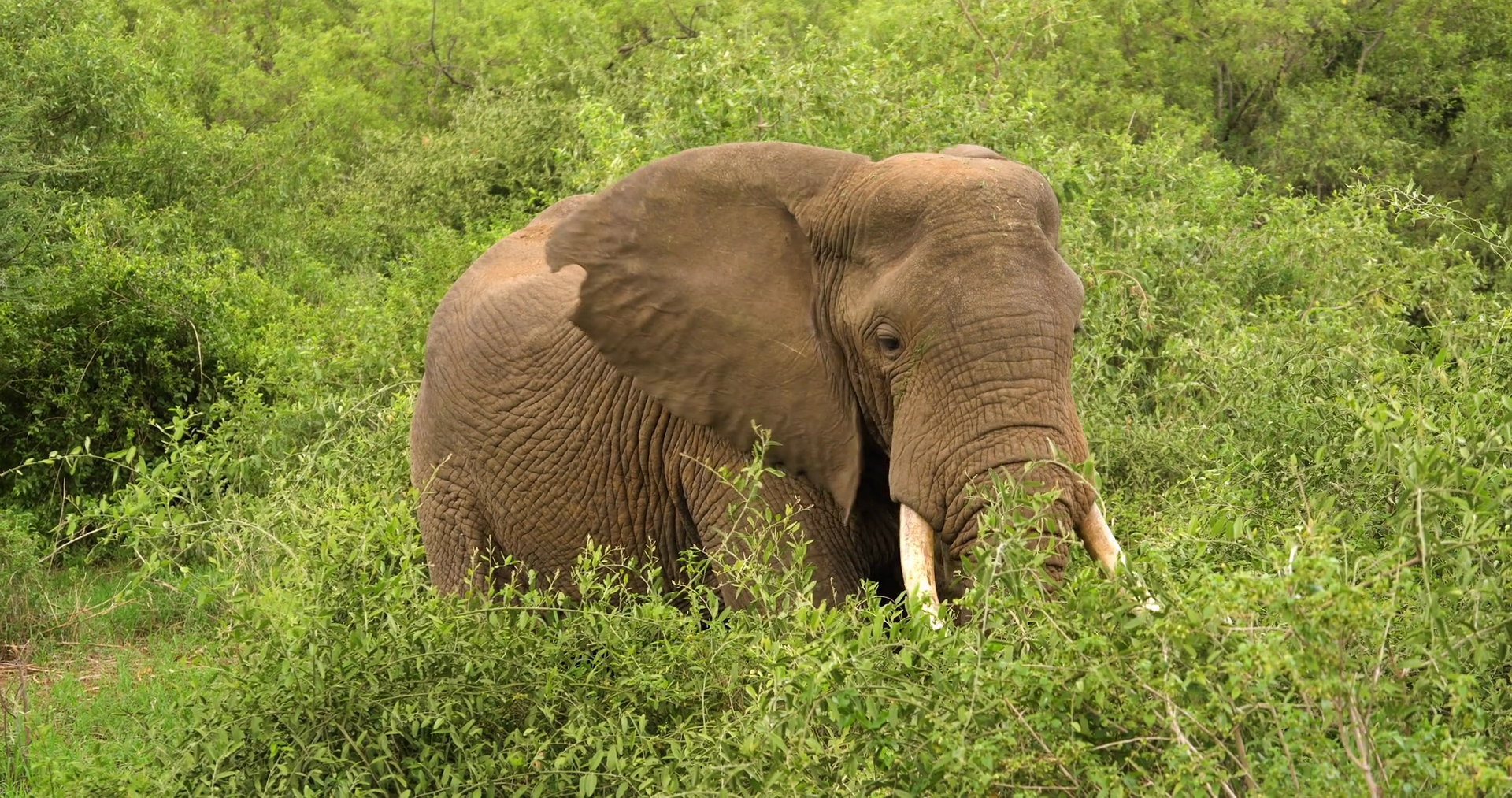 Group Of Elephant Walking In African Stock Footage SBV-348911589 ...