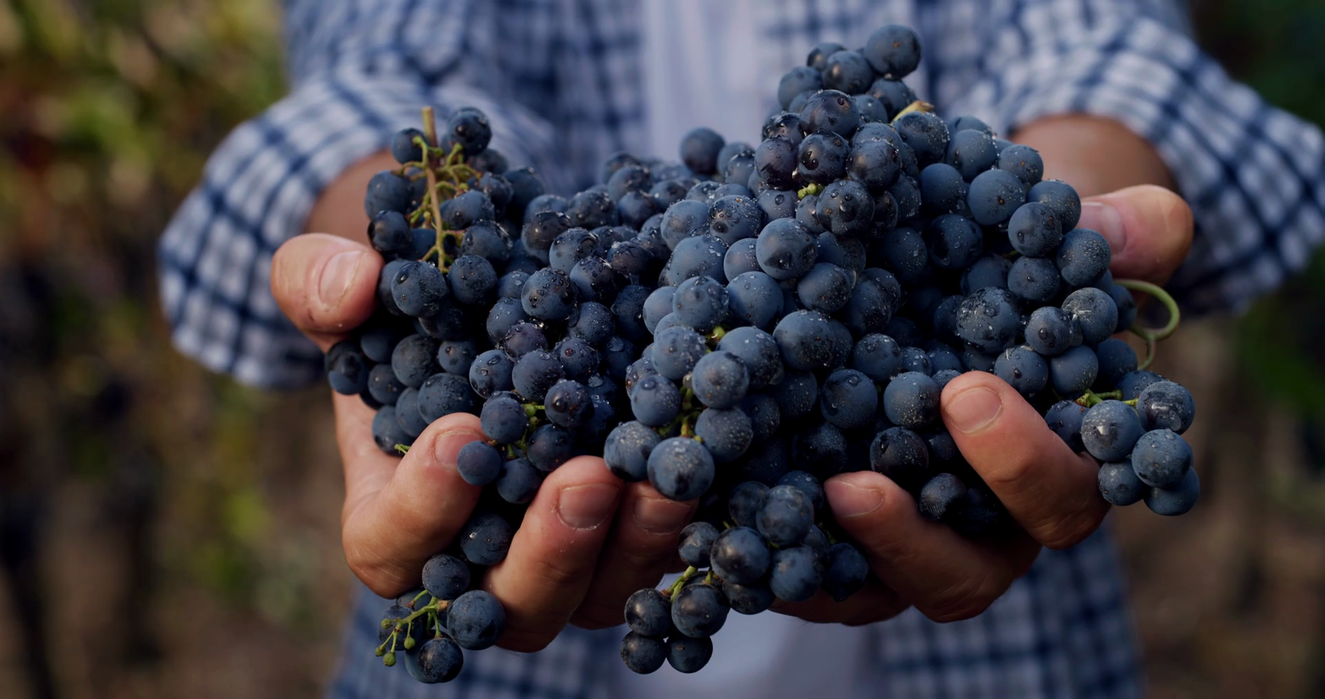 Man Showing Heap Of Grapes To Camera Stock Footage SBV-348491731 ...