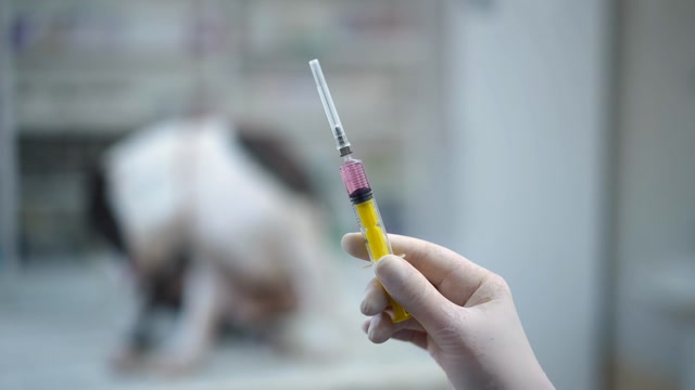 Drug Animals Stock Footage: Royalty-Free Video Clips - Storyblocks