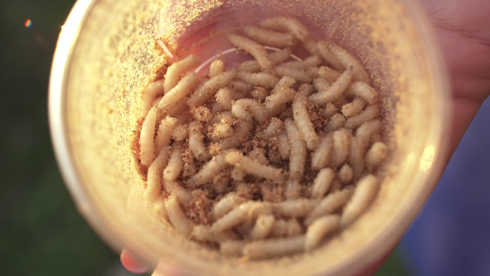 Maggots Move Inside Jar Demonstration Of Stock Footage SBV-329979100 ...
