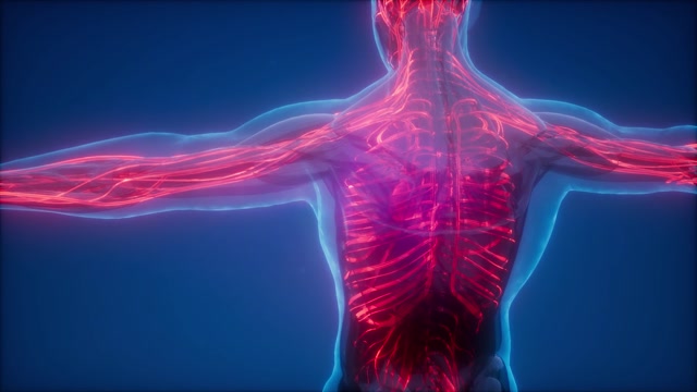 Human Body | Animals stock footage - Storyblocks