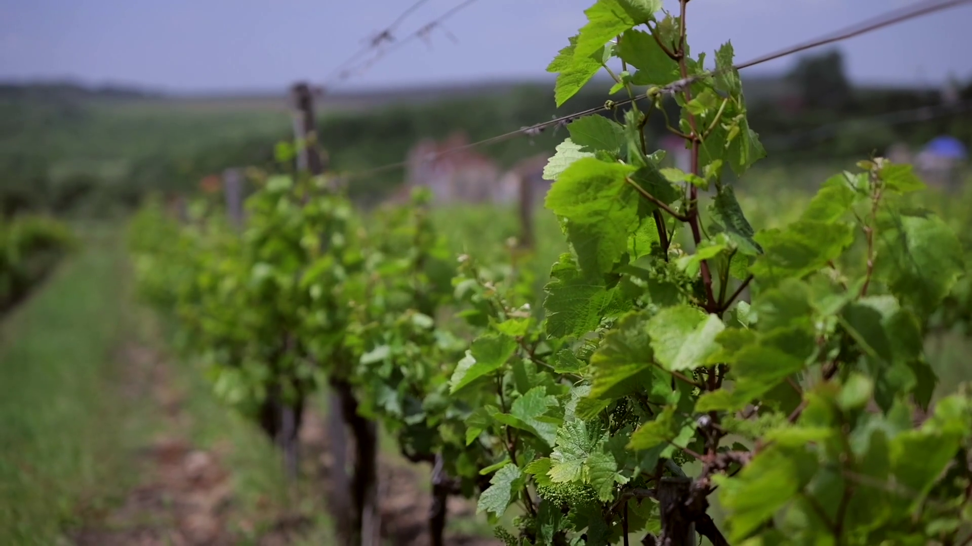 The Beautiful Rows Of Young Green Vines Are Stock Footage SBV-349052112 ...