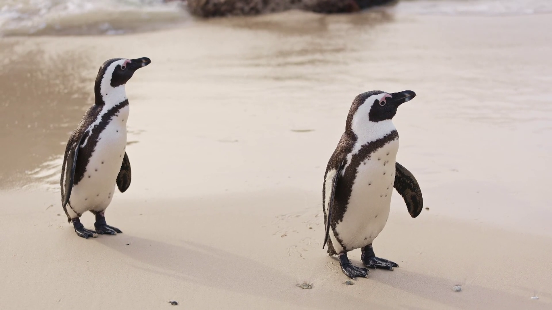 Group Of African Penguins On Sandy Beach Stock Footage SBV-349226459 ...