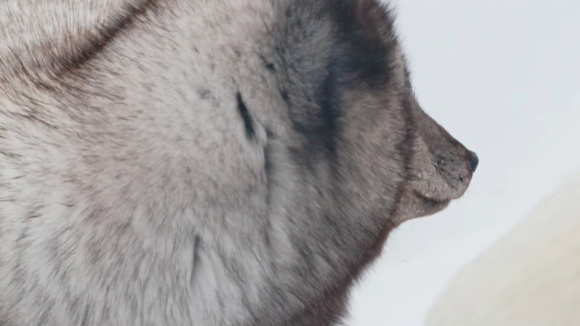 Extreme Close Up Of Arctic Fox (vulpes Stock Footage SBV-351676781 ...