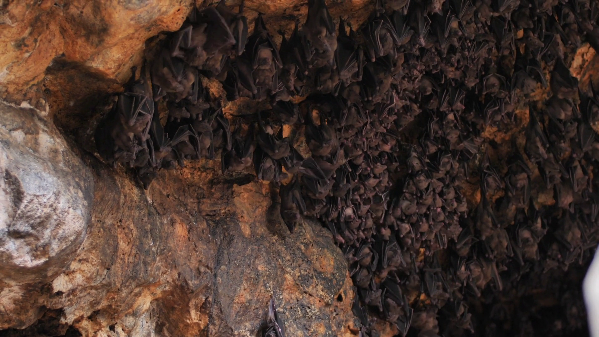 A Huge Cluster Flock Of Bats In Cave Bats On Stock Footage SBV ...